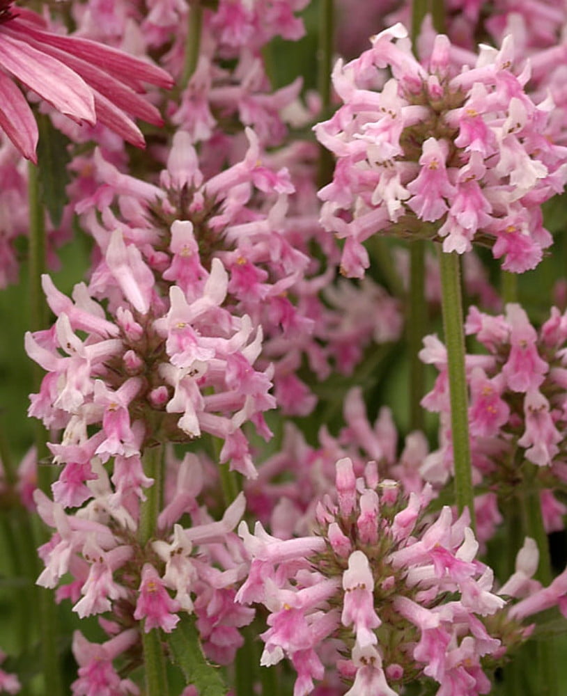 Pink Cotton Candy Betony Perennial - Stachys - Quart Pot - Walmart.com
