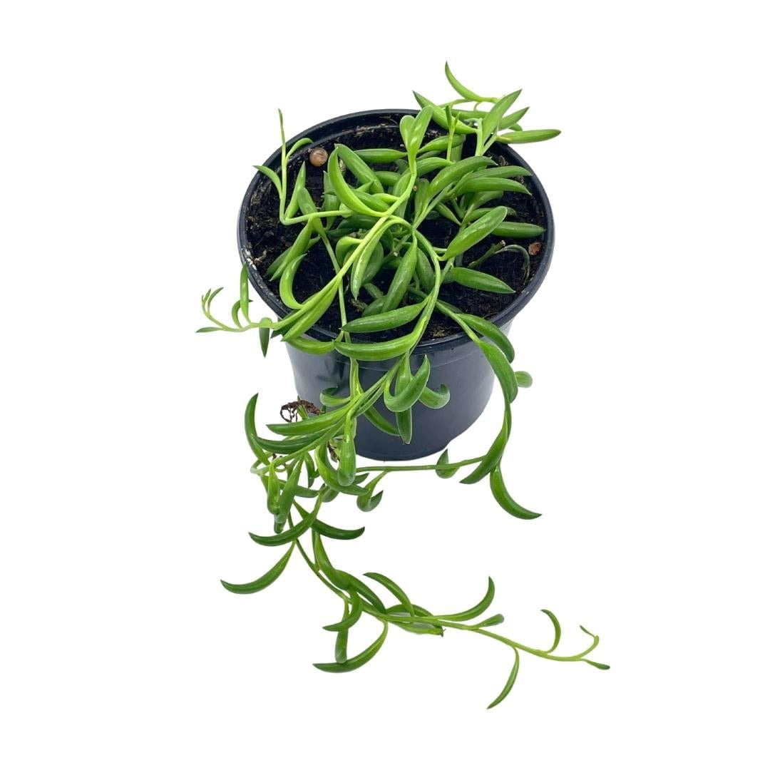 String of Bananas, Curio radicans, very filled in a 4 inch pot ...