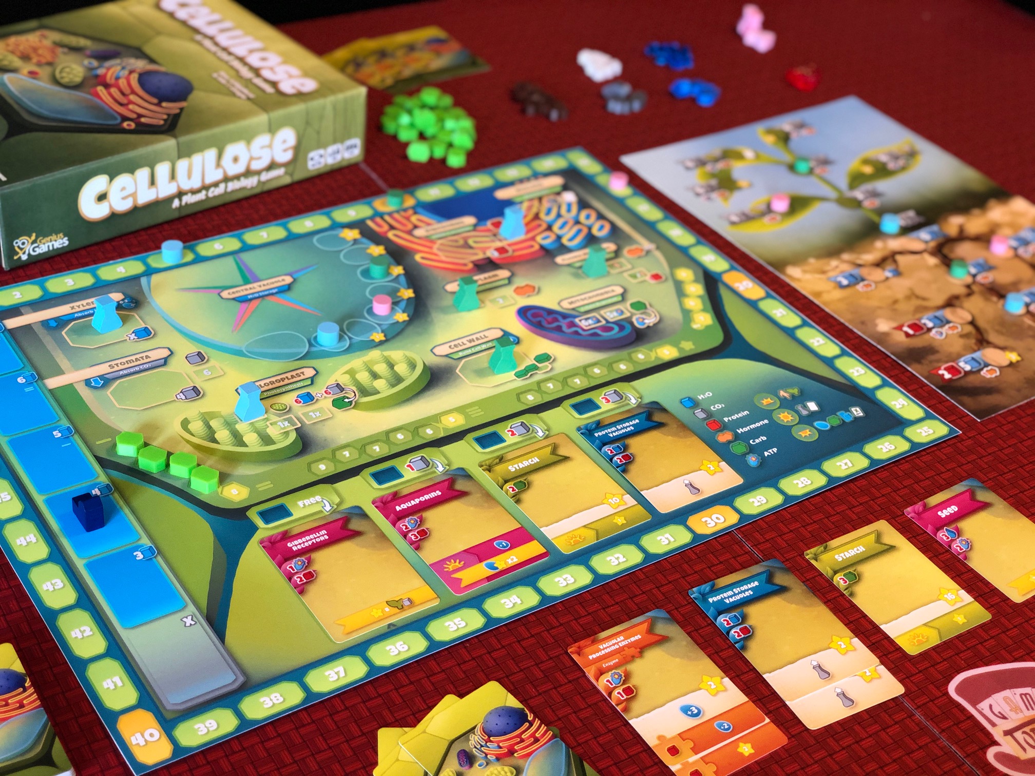 Buy Cellulose: A Plant Cell Biology Game | Family Board Game for Kids ...
