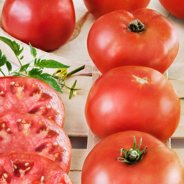 Beefmaster Tomato