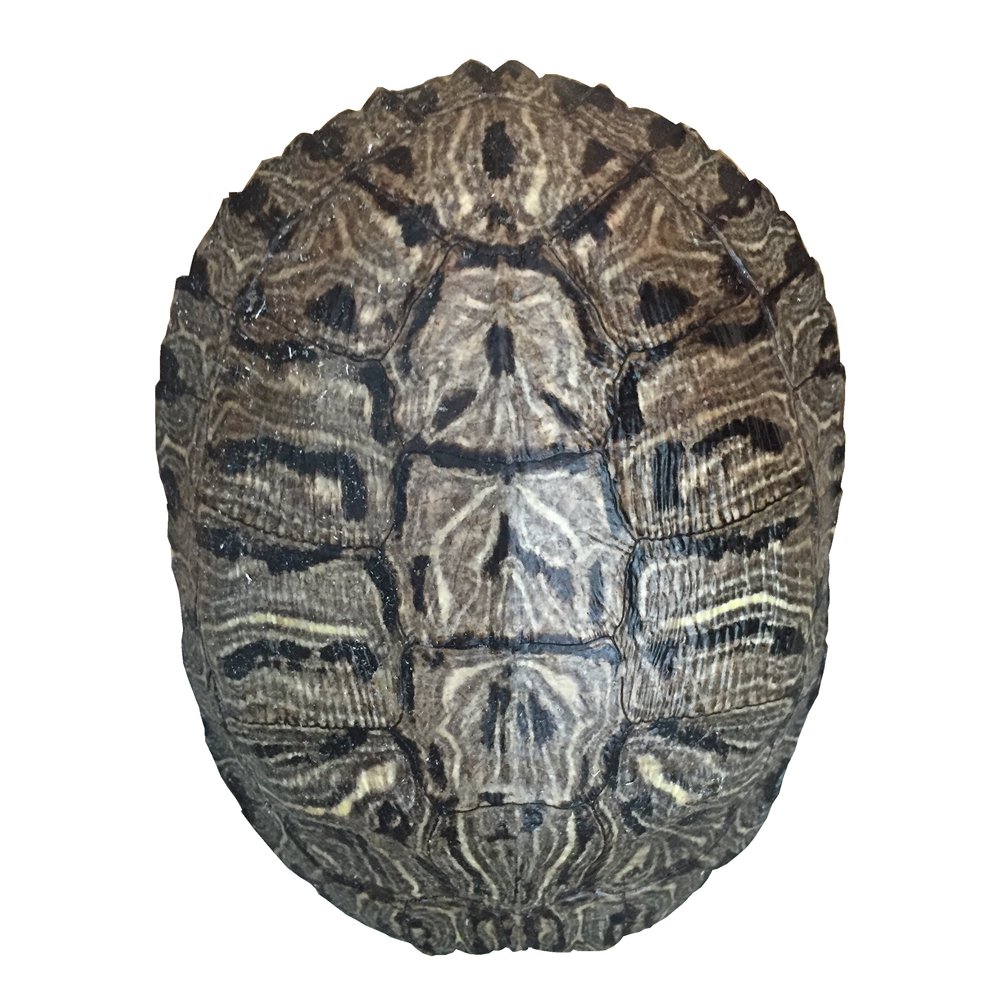 Pond Turtle Shell (7-8 inches) (Natural Bone Quality A) Red Eared ...