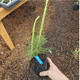 Shore Pine Plant LIve for Planting, Pinus Contorta, Evergreen Conifer ...