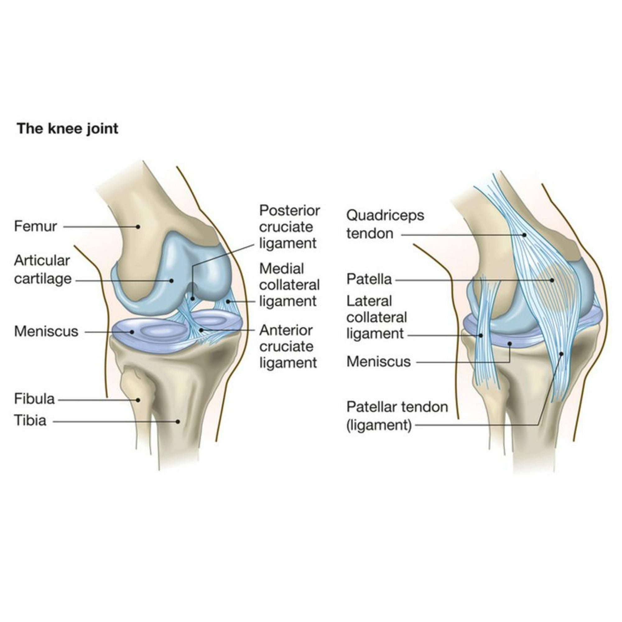 Labeled Joints Human Body