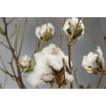 Real Cotton Stalks 27in. 1-2 Branches & Each Branch Stands 27in. Tall ...