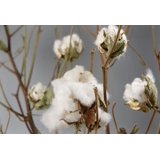 Real Cotton Stalks 27in. 1-2 Branches & Each Branch Stands 27in. Tall ...