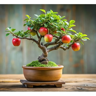 CZ Grain Dwarf Bonsai Apple Tree Seeds, 50 Seeds, Exotic Indoor Fruit ...