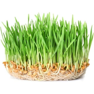 Streambank Wheatgrass