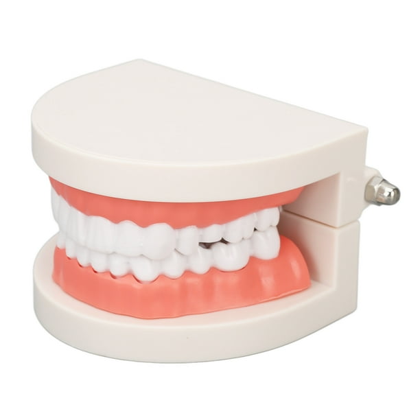 Teeth Study Model,Dental Disease Caries Teeth Dental Education Teeth ...