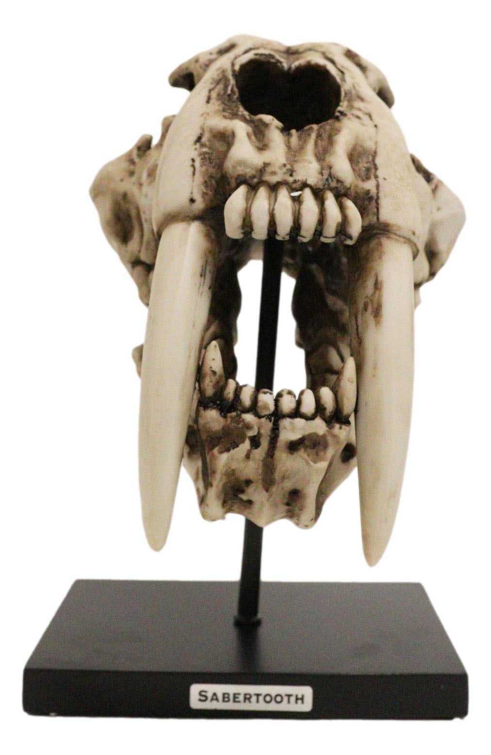 Sabertooth Tiger Cat Fossil Skull Skeleton Replica Nepal | Ubuy