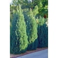 Blue Point Juniper - 10 Live Evergreen Trees, Juniperus Chinensis ...