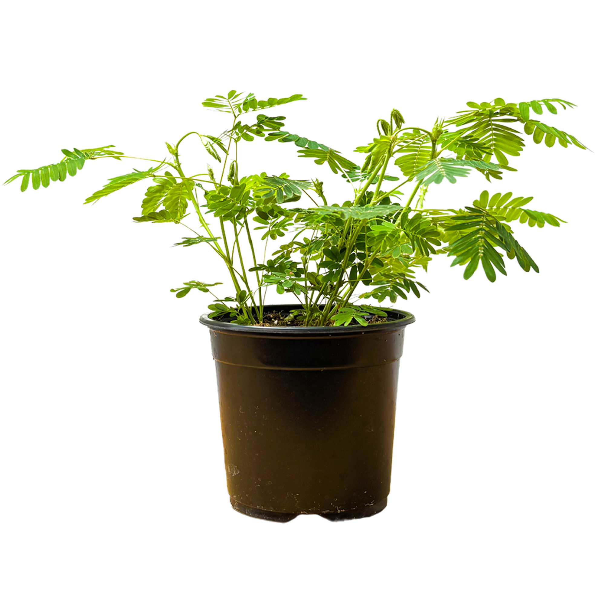 Click here for Plantsome Mimosa Pudica Sensitive Plant (S) Live P... prices