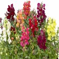 Expert Gardener (6 Pack) Snapdragon Assorted Colors Live Plant Grower ...