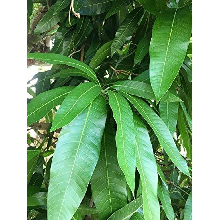 Mango Leaves