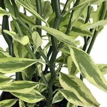 Euphorbia Variegated Devil's Backbone, Pedilanthus tithymaloides - Rare ...