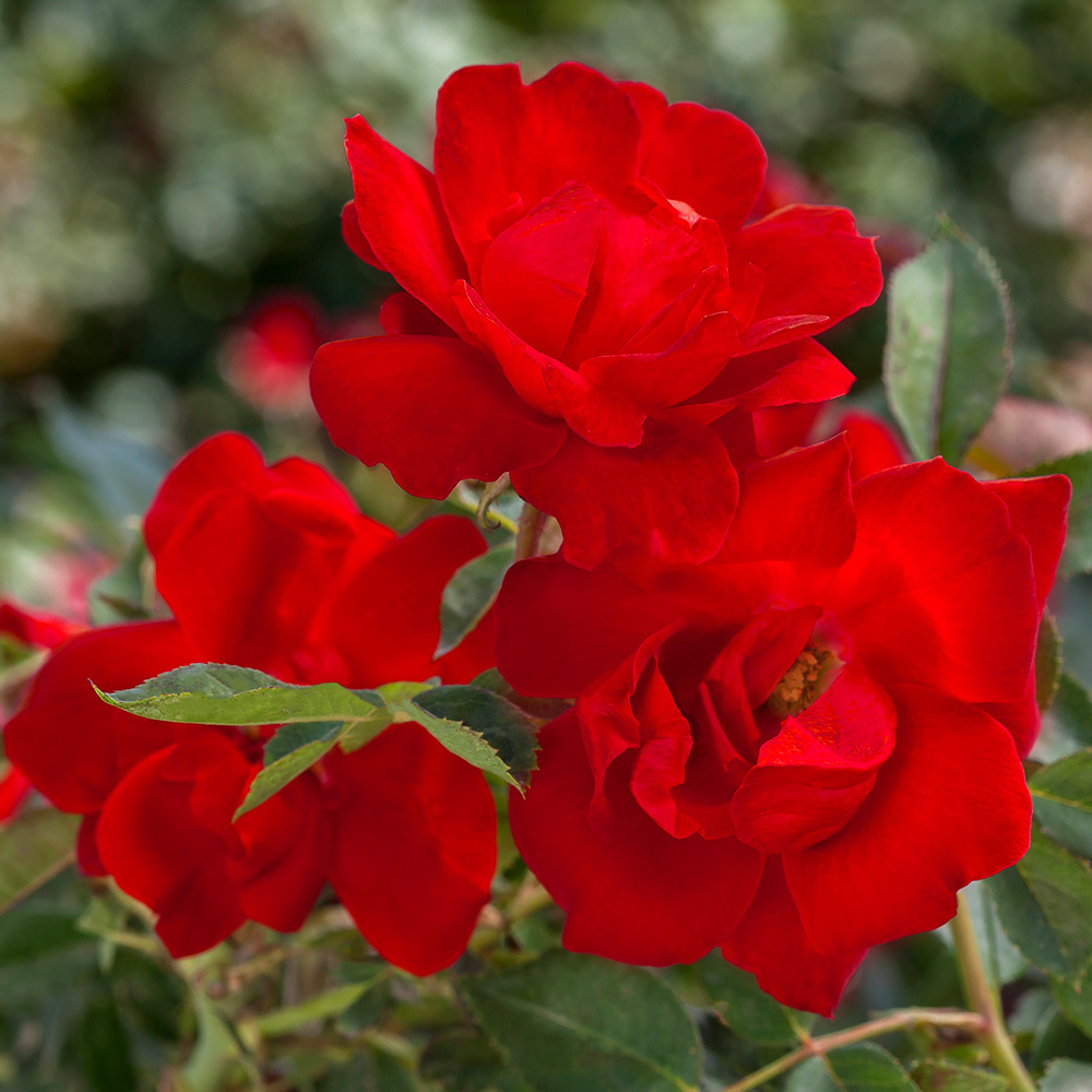 Heirloom Roses Red Rose Bush - Veranda® Roxanne Floribunda Roses - Own ...