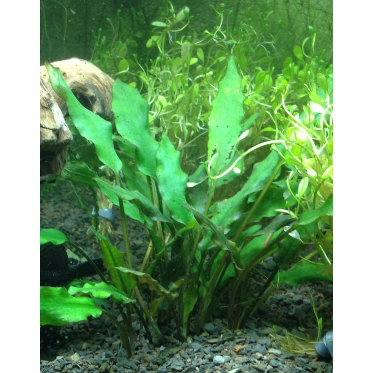 Cryptocoryne Lutea