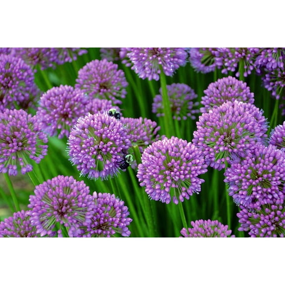 Allium Millenium Ornamental Onion - 4" Pot Size, Live Perennial ...