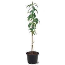 Expert Gardener 1- 1.5 ft tall Korean Giant Asian Pear Live Tree in 1 ...