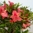 Encore Azalea Autumn Coral (1 Gallon) Coral Pink Flowering Shrub - Full ...