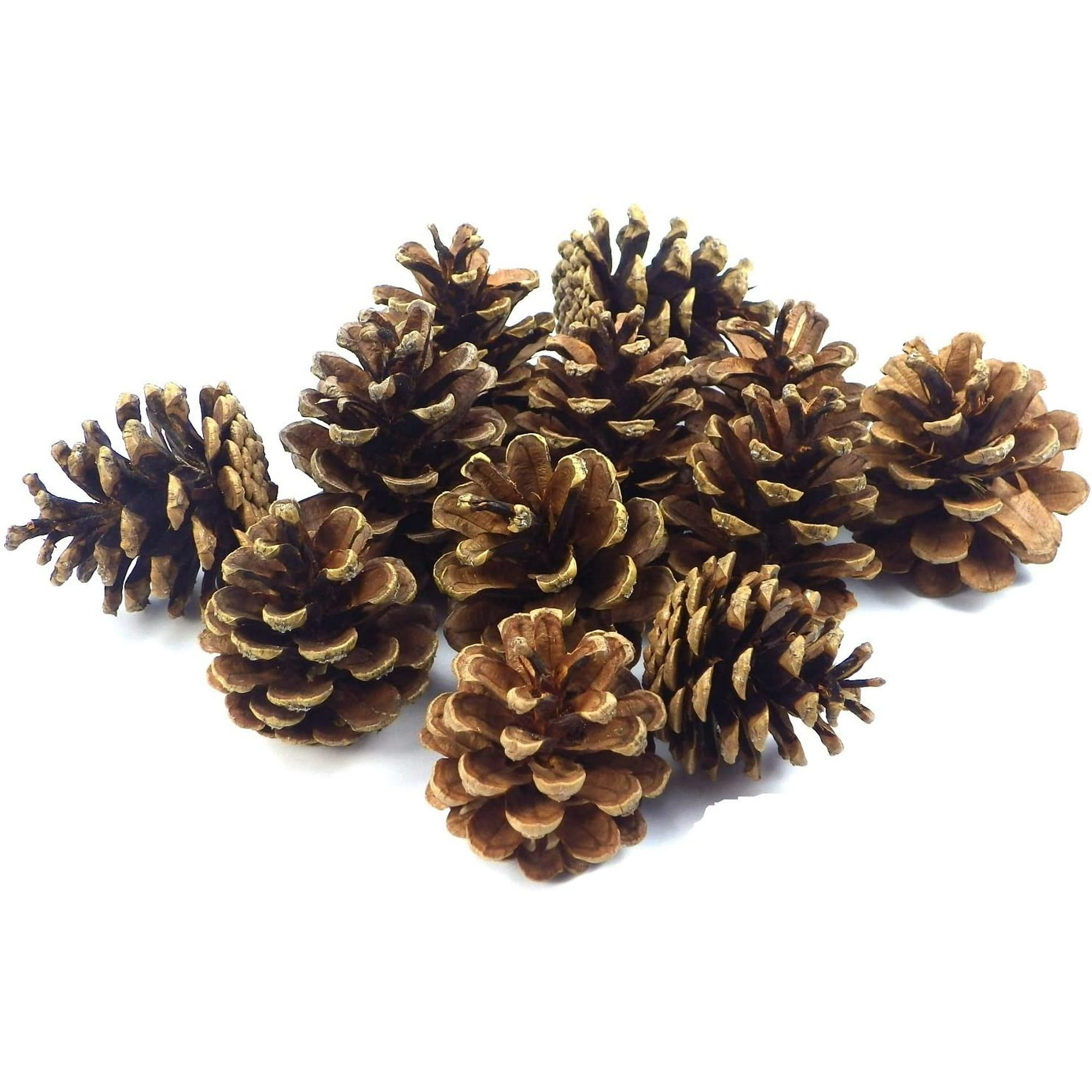 Click here for Mfg2020 12 Pine Cones Approx. 5-6cm Black Pine Con... prices