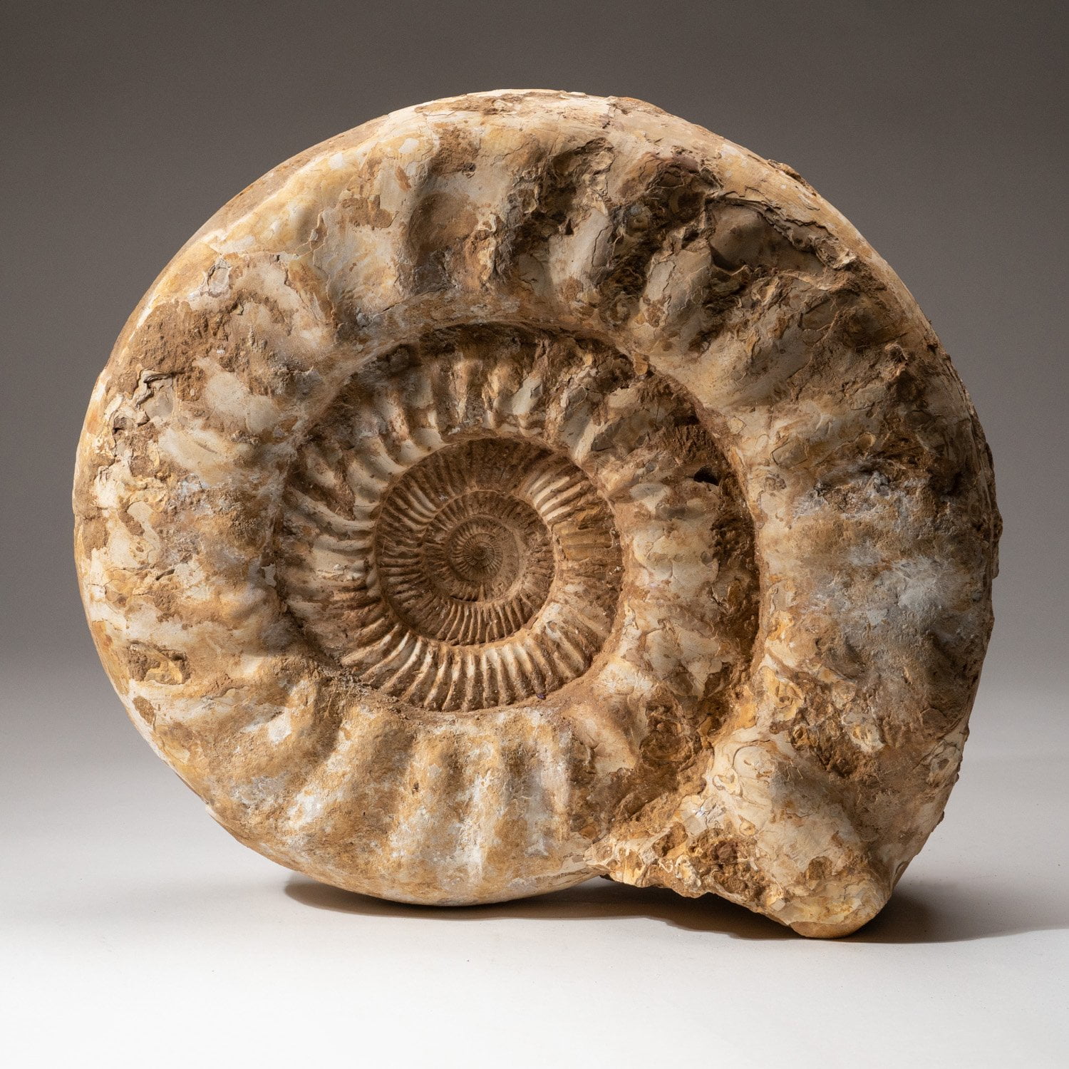 Home Décor Super beautiful ammonite scale Rocks & Geodes etna.com.pe