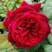Heirloom Roses Red Rose Bush - The Prince's Trust English Legend , Live ...
