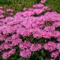 Red Bee Balm Seeds (100 Pack) – Monarda Perennial Flower Seeds for ...