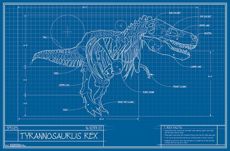 T-Rex - Blueprint Illustration Poster and Poster Mount Bundle - Walmart.com