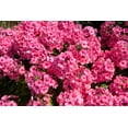10 TALL GARDEN PHLOX Paniculata Mixed Colors 'New Hybrids Mix' Flower ...