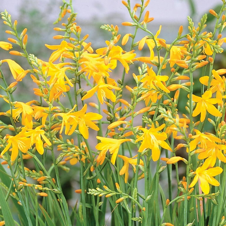 Yellow Root Plant Prices