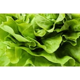 2000 Seeds BIBB LETTUCE (Limestone Lettuce) Lactuca Sativa Vegetable ...