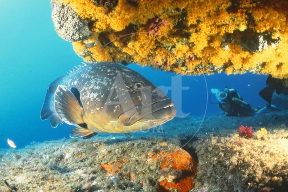 Grouper by Coral with Scuba Diver, Animals Figurative Unframed ...
