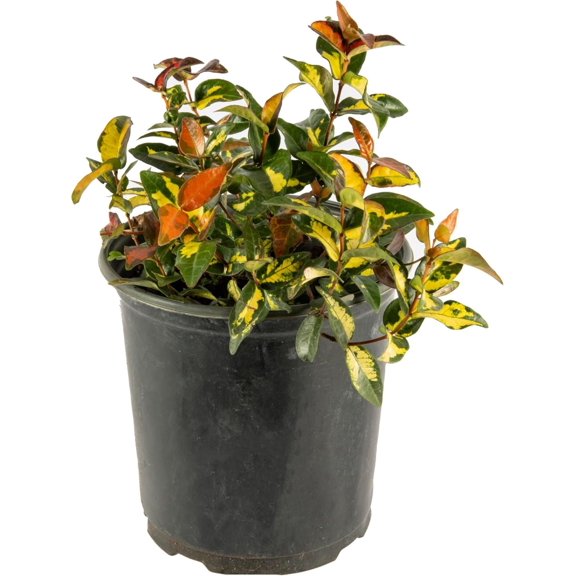 American Plant Exchange Lantana Dallas Red in 6" Pot, Full Sun, Drought ...