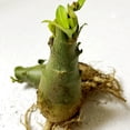 Perennial Desert Rose Tubers – Lush Natural Green Foliage, Drought ...