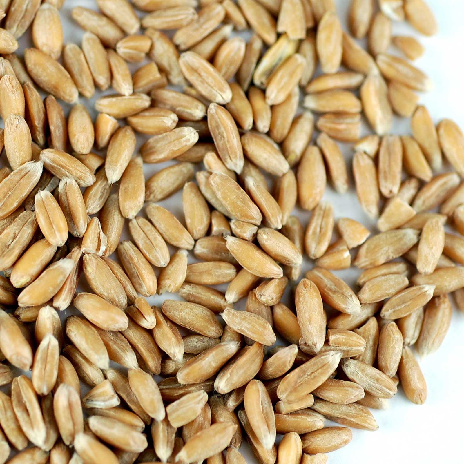 Spelt Grain