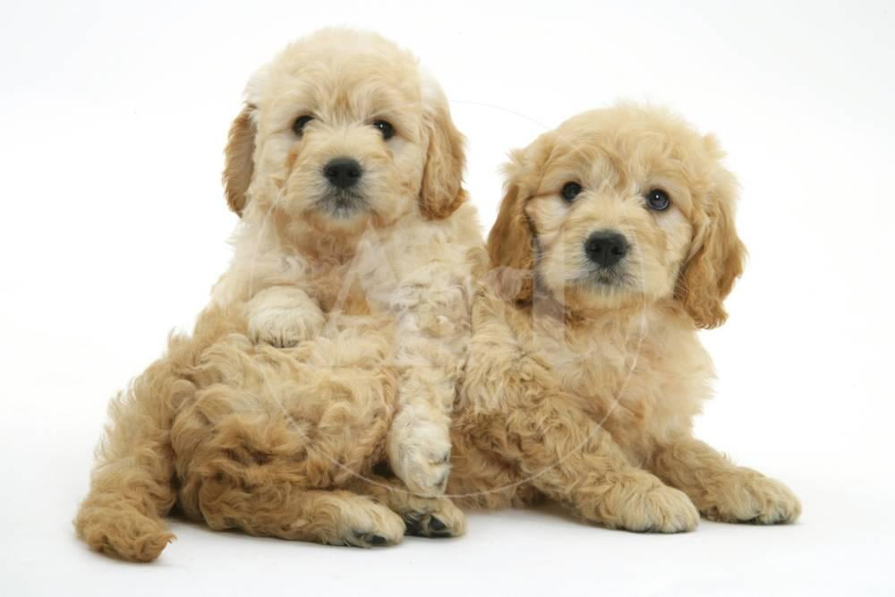 What Is A Golden Retriever Poodle Cross