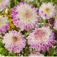 Mango Powder Puff Dahlia Blend Flower Bulbs - 5 per Pack - Blooms All ...