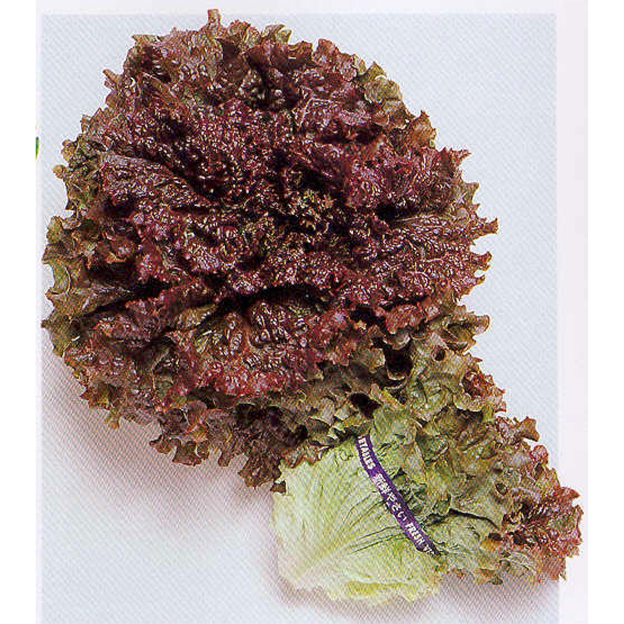 Lettuce Seeds, Leaf - New Red Fire - 4 Oz ~100000 Seeds - Non-GMO ...
