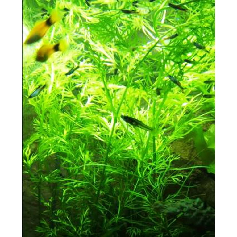 Water Sprite Aquarium Plant