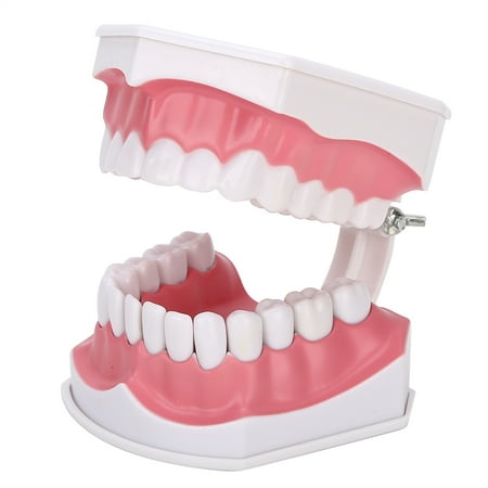 Tooth Model Tooth Model Studying Standard Teeth Teaching Cavity ...
