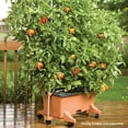 EarthBox 80101 Garden Kit, Standard, Green - Walmart.com