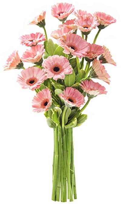 Blooms2Door California Grown Collection: Bouquet of 20 Mini Gerbera ...