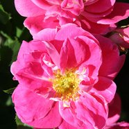Heirloom Roses Pink Roses - Colette® Shrub Rose Plant - Live Plants For ...