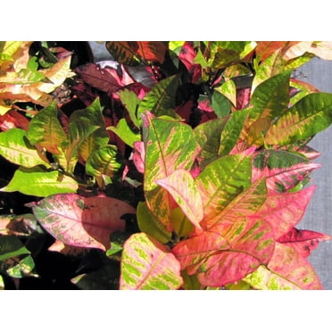 Oak Leaf Grape Ivy Plant - Cissus rhombifolia - 4" Pot - Walmart.com