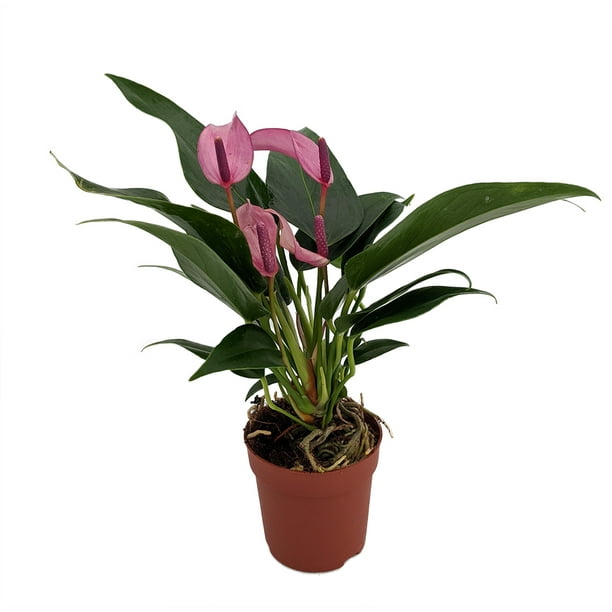 Purple Miniature Blooming Anthurium - 3" Pot - Walmart.com - Walmart.com