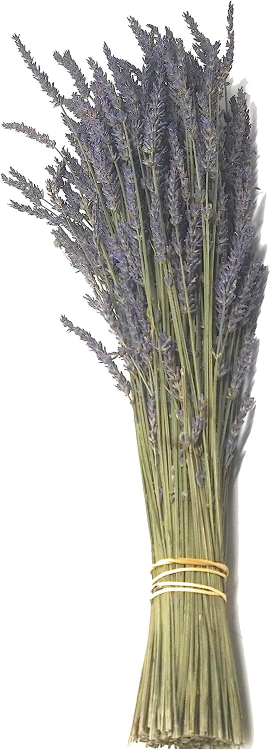 - Lavender Dried Premium Bundles - 18 To 22" Guaranteed! - 130 To 150 ...