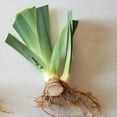 Mixed Bearded Iris Bulbs - No Watering Required, Cold Hardy Iris ...