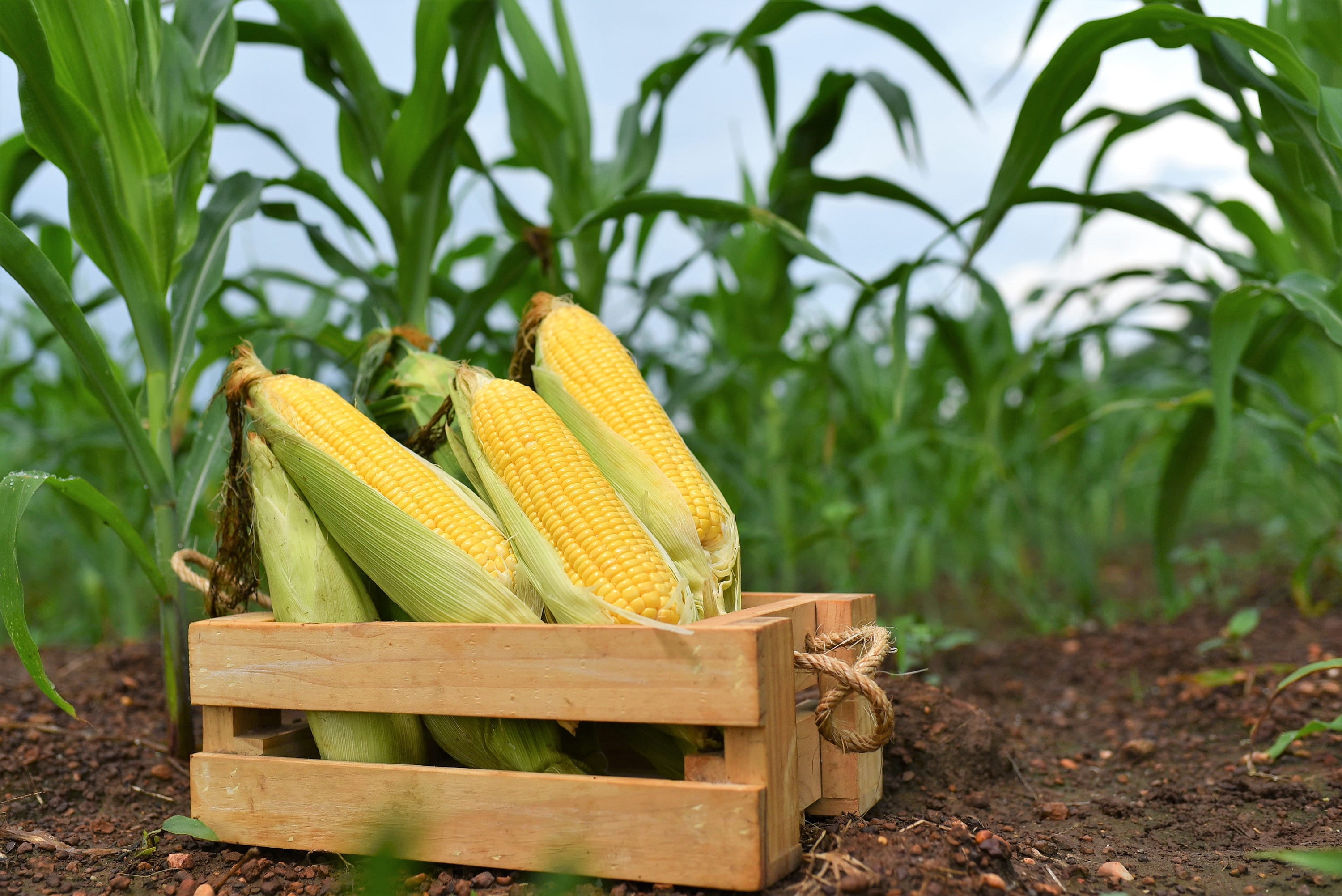 50 Yellow JUBILEE CORN Sweet Corn Zea Mays Vegetable Seeds - Walmart.com