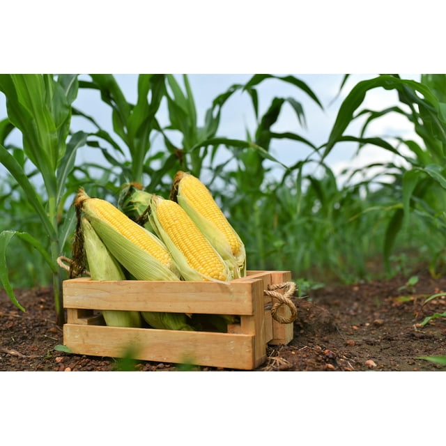 50 Yellow JUBILEE CORN Sweet Corn Zea Mays Vegetable Seeds - Walmart.com