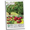 Sweet Cherry Tree Seeds - 20 Non-GMO Heirloom Fruit Seeds, Prunus avium ...